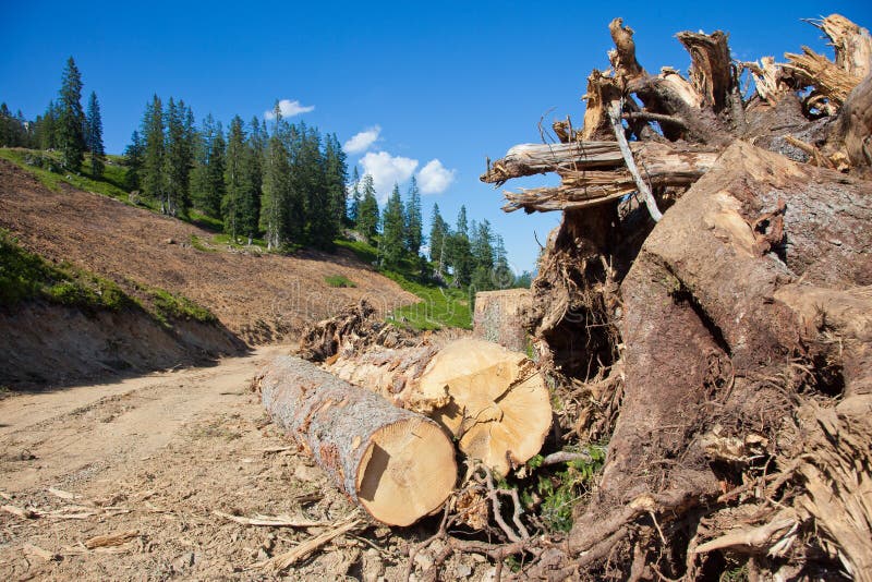 Deforested Logged Area on DNR Land in Northern Wisconsin in Governor ...