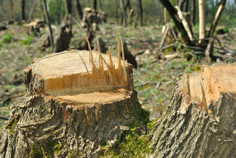 Deforestation stock image. Image of dead, devastate, forest - 30684417