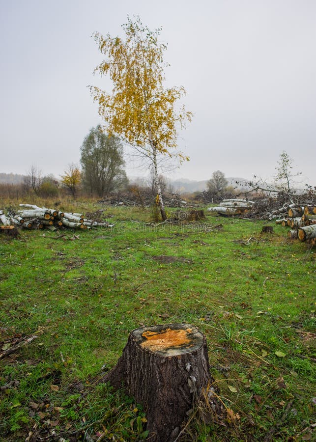 Deforestation, Destruction and Cutting of Tree in Forests ...