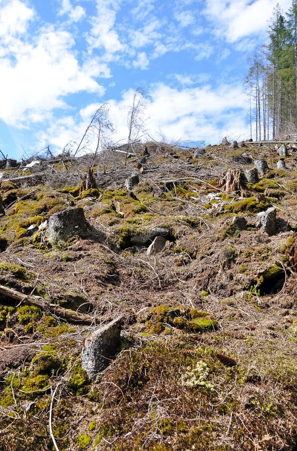 Acid rain effect stock image. Image of acidic, plant - 21548193