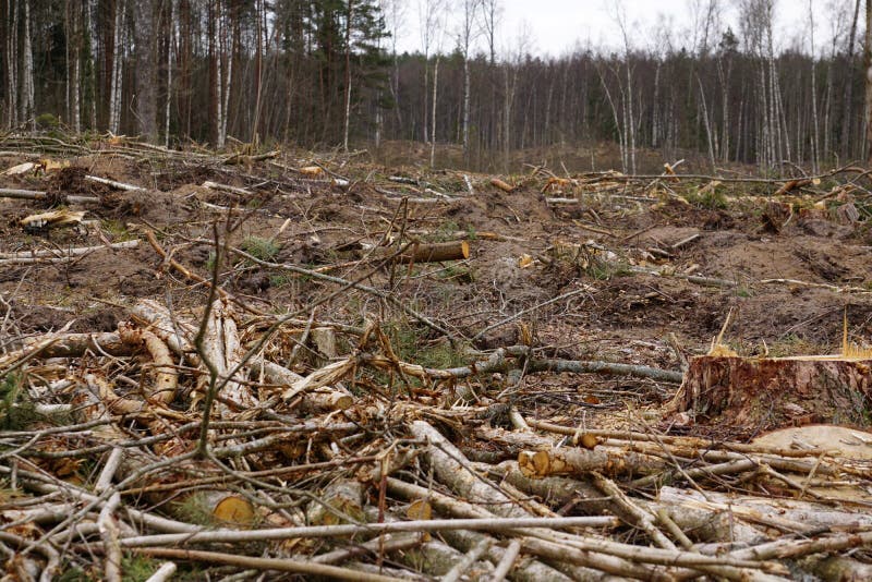 Deforestation stock photo. Image of pine, cutting, felling - 53536424