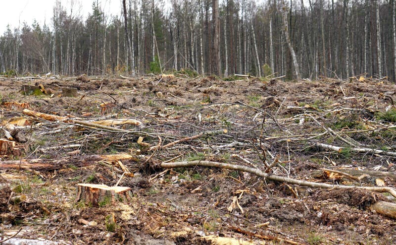 Deforestation stock photo. Image of fallen, material - 53536454