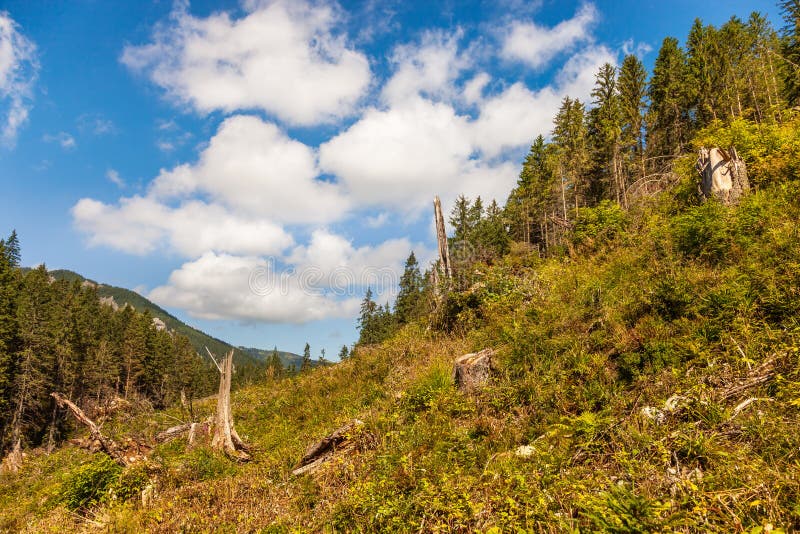 Deforest for Agriculture on Mountain Stock Image - Image of hazy ...