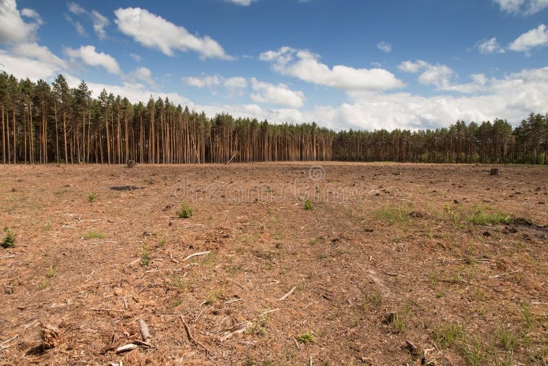 Felling, Destruction of Forests, Disturbed Land in the Forest Stock ...