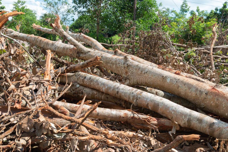 Deforestation Environmental Problem, Stock Photo - Image of forest ...