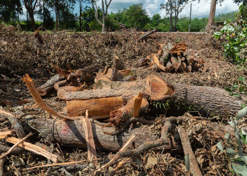 Deforestation Environmental Problem Stock Image - Image of ground ...