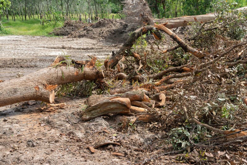 Deforestation Environmental Problem Stock Image - Image of ground ...