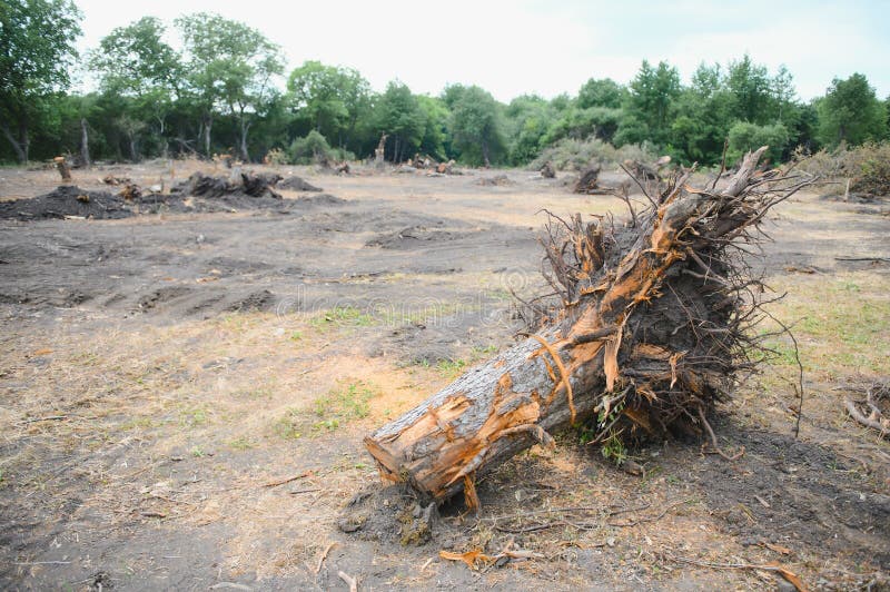 Deforestation Environmental Problem, Rain Forest Destroyed for Oil Palm ...