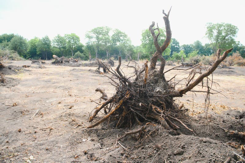 Deforestation Environmental Problem, Rain Forest Destroyed for Oil Palm ...