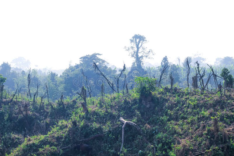 Rain Forests Deforestation Old News Stock Photos - Free & Royalty-Free ...