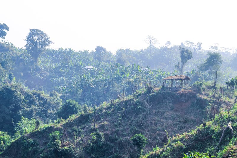 Rain Forests Deforestation Old Stock Photos - Free & Royalty-Free Stock ...