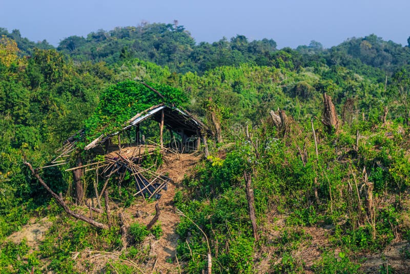 Deforestation Environmental Problem, Rain Forests are Destroyed for Oil ...