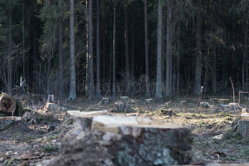 Deforestation in Europe and Around the World, Environmental Problems ...