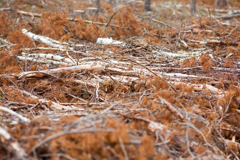 Deforestation. Fallen Young Coniferous Trees Stock Image - Image of ...