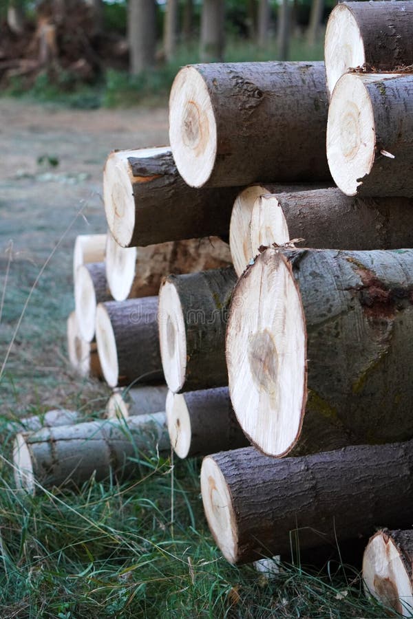 Deforestation, Felled Tree Trunks in a Forest. Environmental Impact of ...