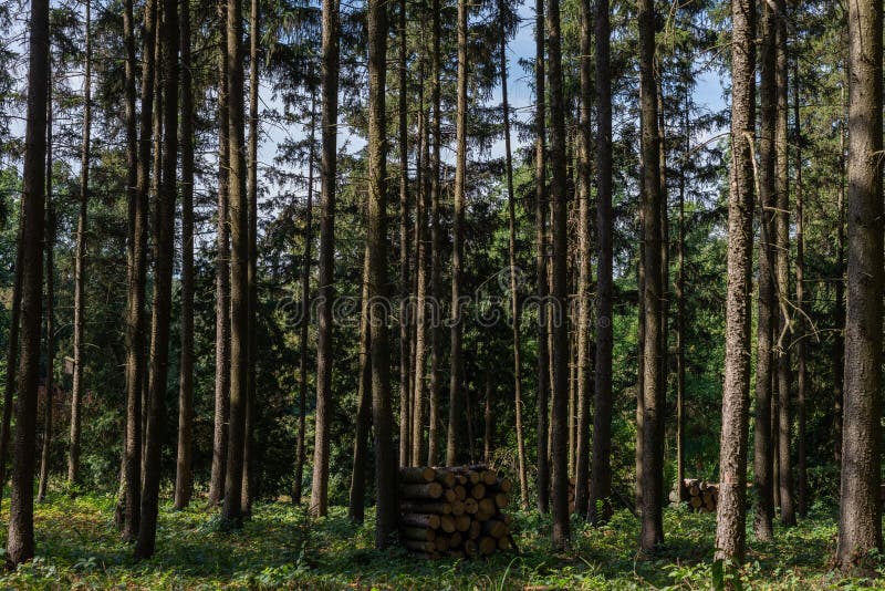 Deforestation Felling Trees Lying in the Forest Stock Image - Image of ...