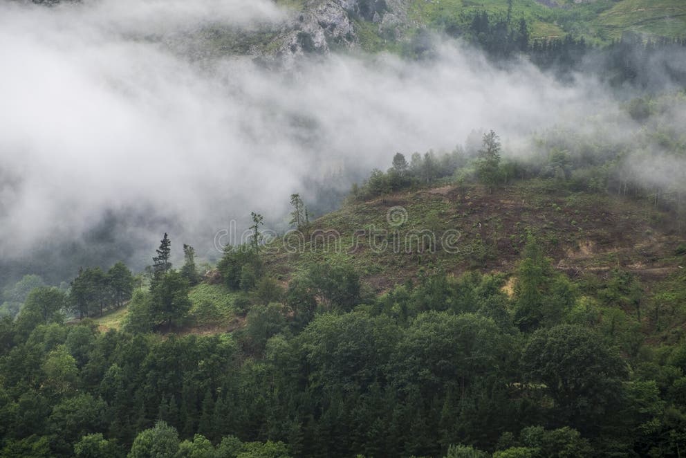 Deforestation in the Forest of Basque Country Spain Stock Image - Image ...