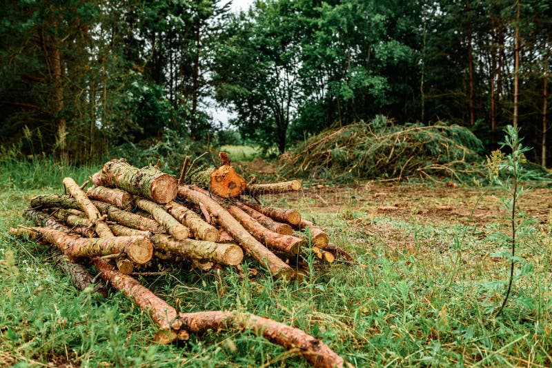 Deforestation, Forest Clearing in Summer Time. Stock Photo - Image of ...