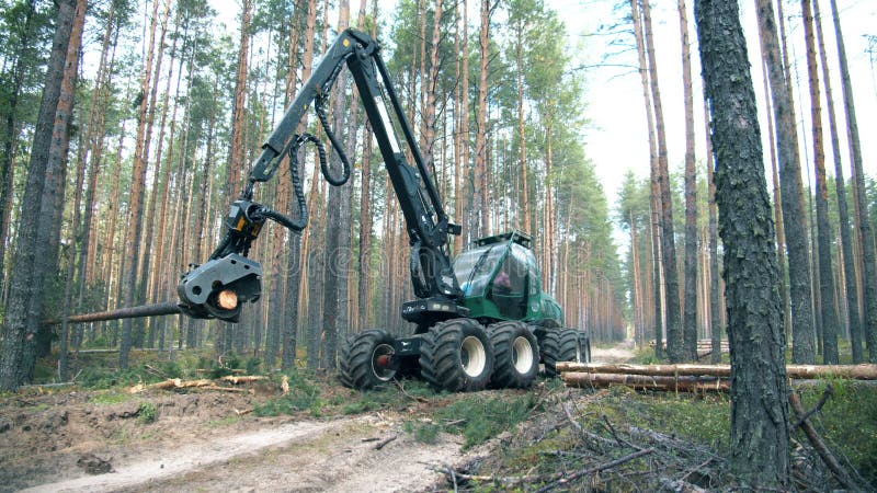 Deforestation, Forest Cutting Concept. Pine Forest with the Trees ...