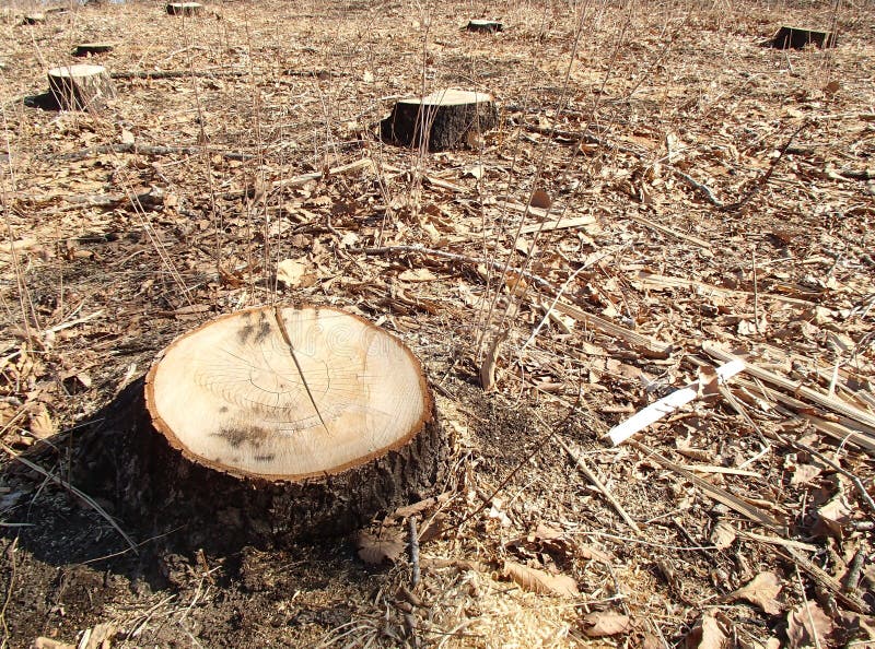 Deforestation, Forest Cutting Stock Image - Image of natural, forest ...