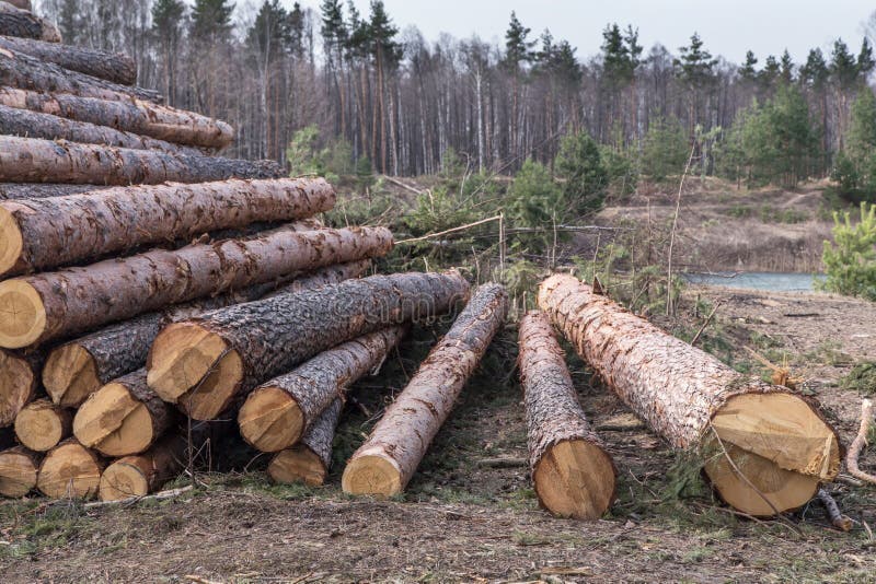 Deforestation, Forest Destruction. Chopped Tree on Ground in Forest ...