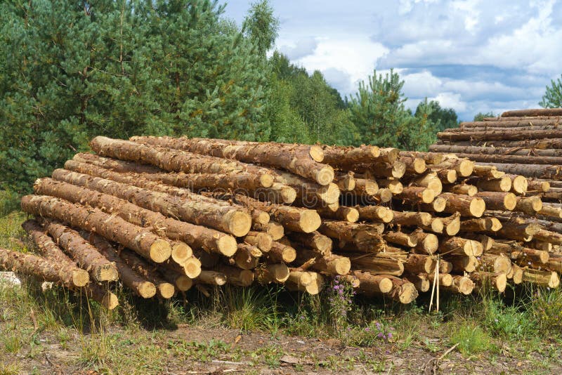 Deforestation, Forest Destruction. Chopped Tree on Ground in Forest ...