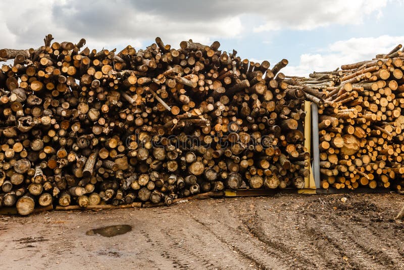 Deforestation, Forest Destruction. Timber Harvesting. Pile, Stack of ...