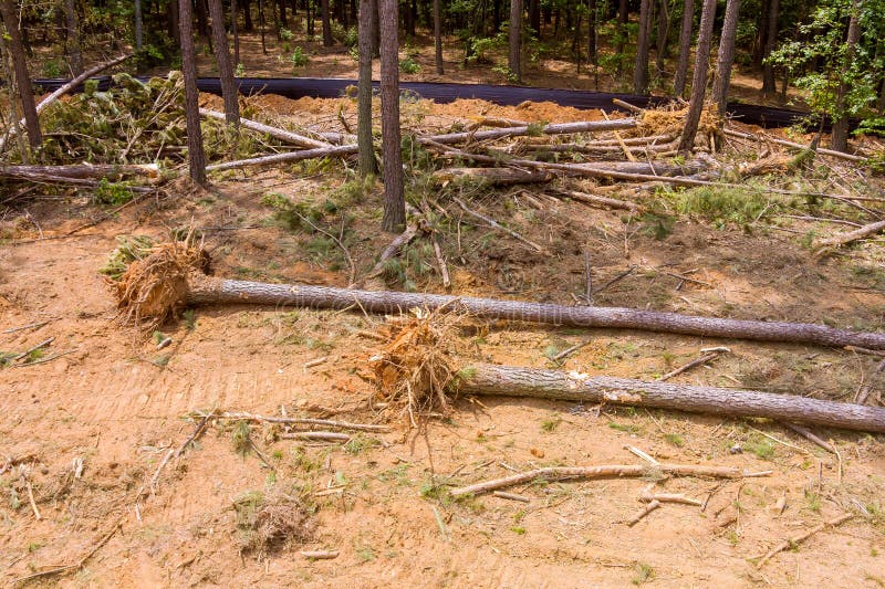 Deforestation of Forest Dig Up Tree-stumps and Roots after the Forest ...