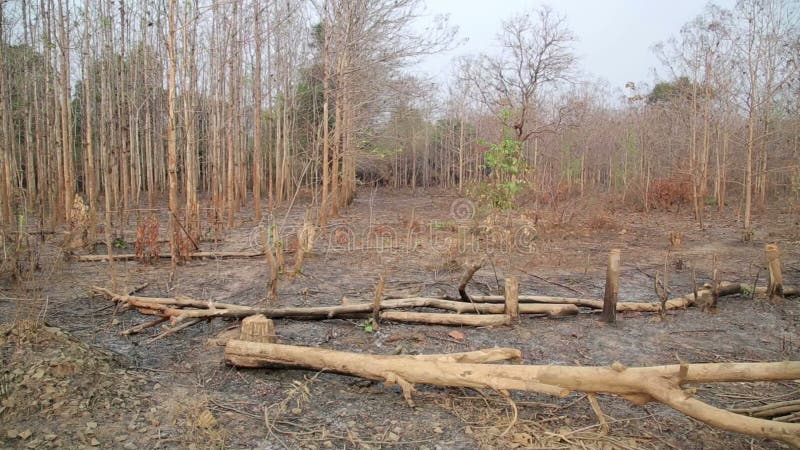 Deforestation, after Forest Fire, Natural Disaster Stock Video - Video ...