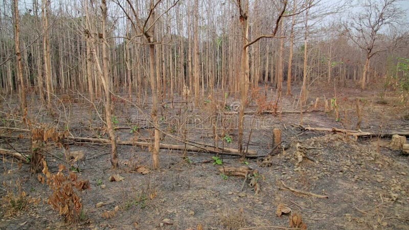 Deforestation, after Forest Fire, Natural Disaster Stock Video - Video ...