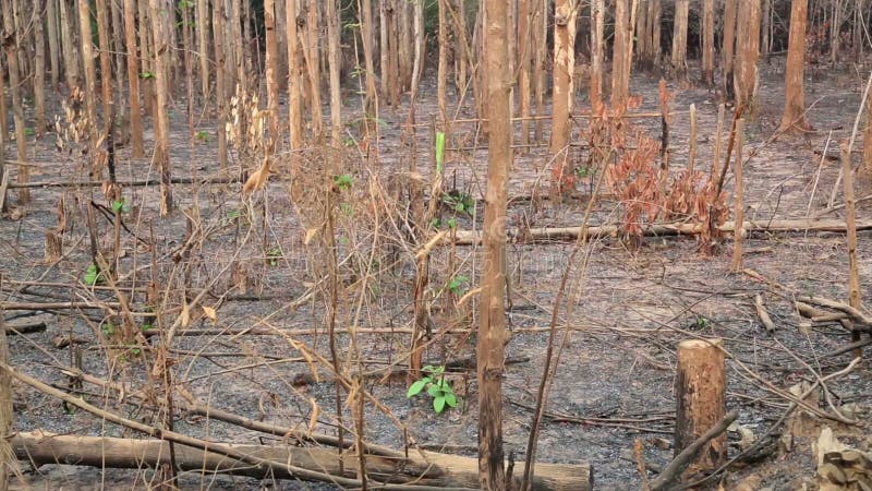 Deforestation, after Forest Fire, Natural Disaster Stock Video - Video ...