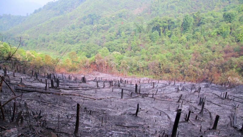 Deforestation, after Forest Fire, Natural Disaster Stock Video - Video ...