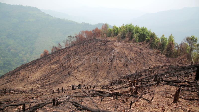 Deforestation, after Forest Fire, Natural Disaster Stock Footage ...