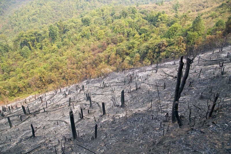Deforestation, after Forest Fire, Natural Disaster, Laos Stock Photo ...