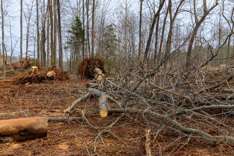Deforestation of Forest Pile of Remnants of Tree Roots with Preparing ...
