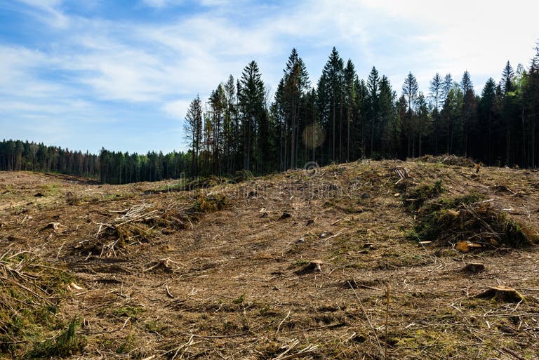 Deforestation. Forest Plot after Deforestation. Clear Ground. Stock ...