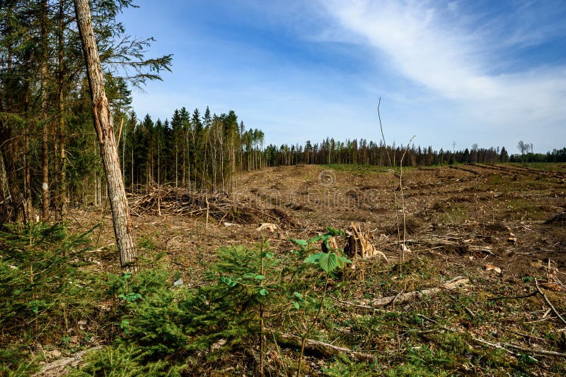 Deforestation. Forest Plot after Deforestation. Clear Ground. Stock ...