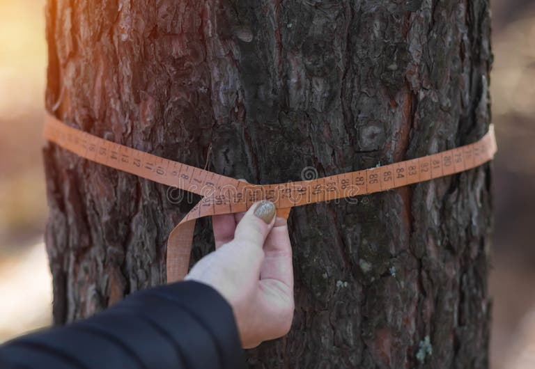 Deforestation and Forest Valuation. Measuring the Circumference of a ...