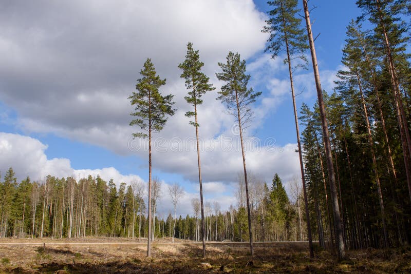 Deforestation. Forestry Industry Theme Stock Photo - Image of nature ...