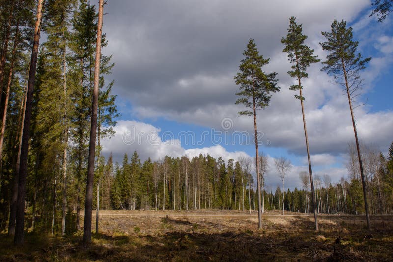 Deforestation. Forestry Industry Theme Stock Image - Image of deforest ...