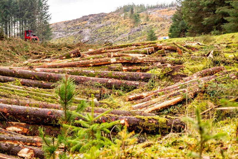 Deforestation Giong on in Donegal - Ireland Stock Image - Image of ...