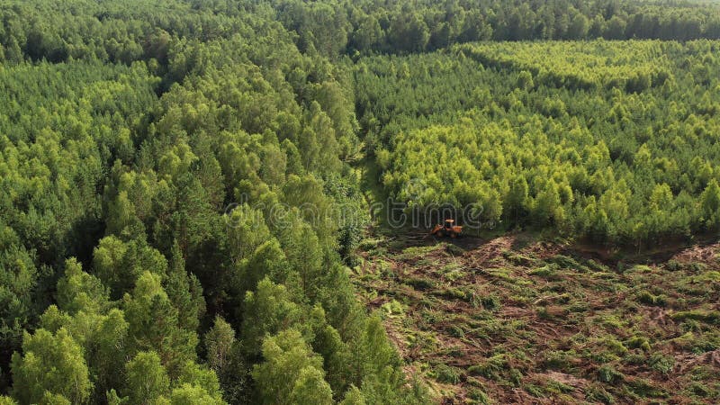 Deforestation: Heavy Machine Destroying Trees in Lush Forest Stock ...