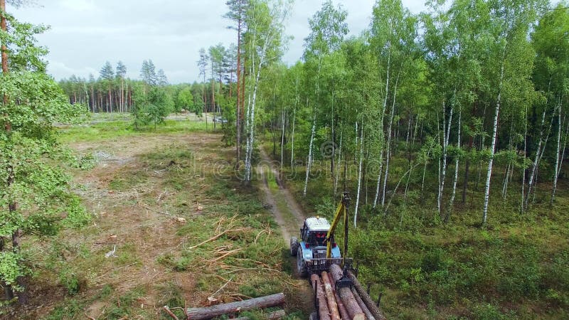 Deforestation. Hydraulic Loader Forklift Loads Logs Onto Trailer ...