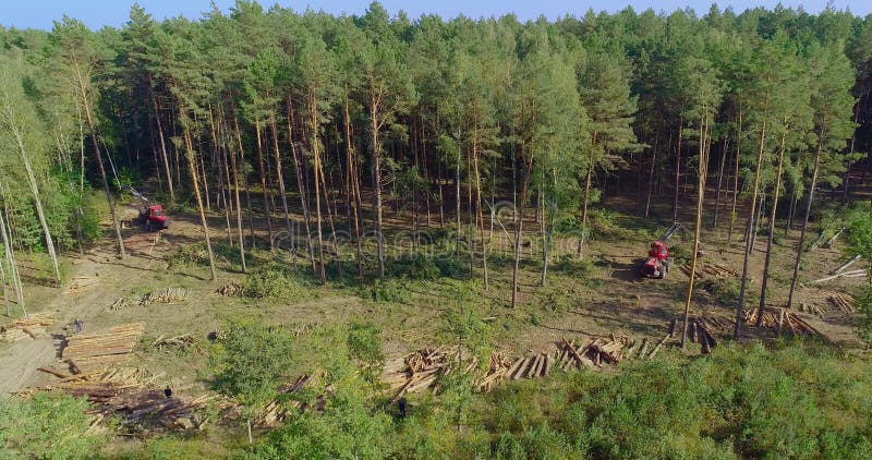 Cutting Forest, Harm To the Environment, Violation of Ecology Stock ...