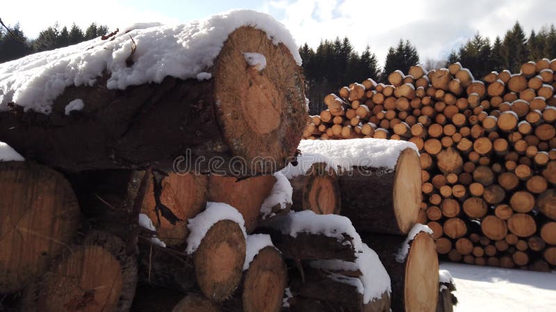 Deforestation Industry. Tree Log Piles Stacked Stock Video - Video of ...