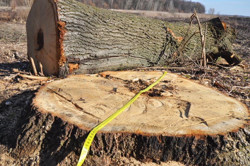 Deforestation: Large 100 Year Old Oak Tree Cut Down in the Forest for ...