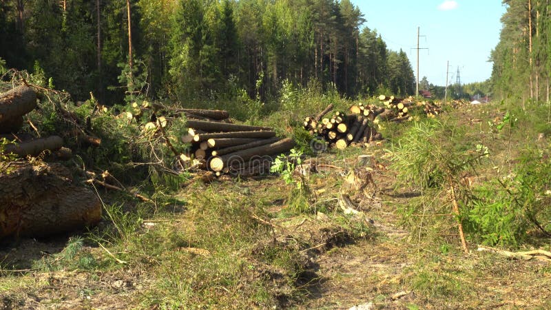 Deforestation for Laying a High-voltage Line Stock Video - Video of ...