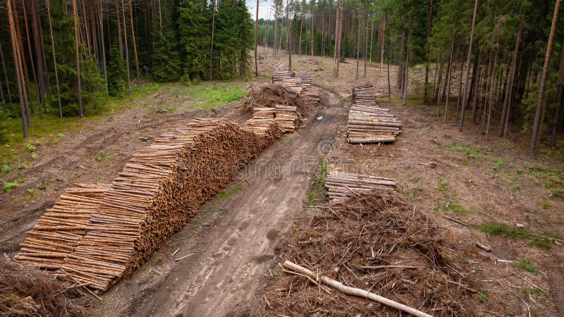 Deforestation in Lithuania. Cutting Trees Massively Stock Image - Image ...