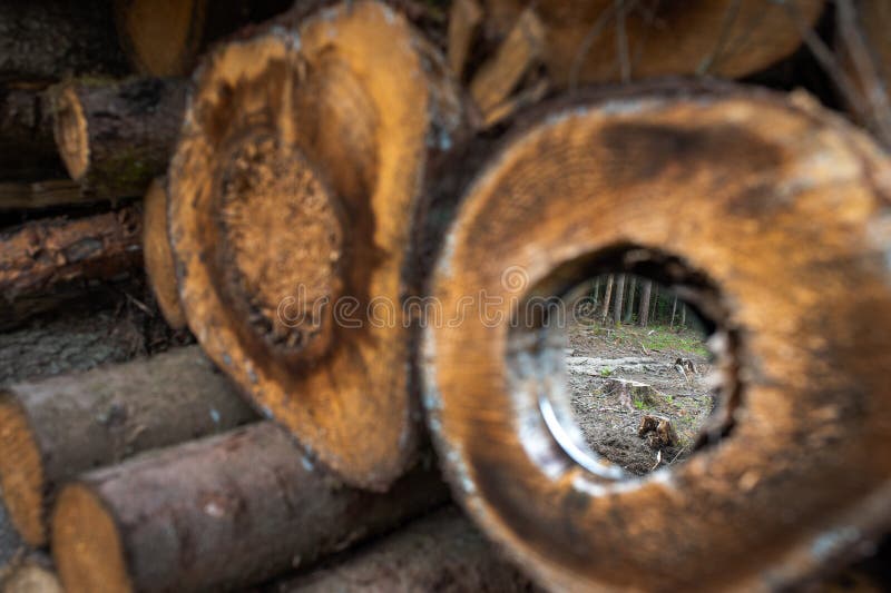 Deforestation in Lithuania. Cutting Trees Massively. Metaphor Concept ...