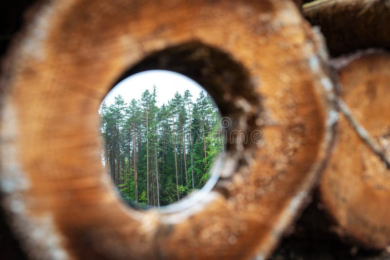 Deforestation in Lithuania. Cutting Trees Massively. Metaphor Concept ...